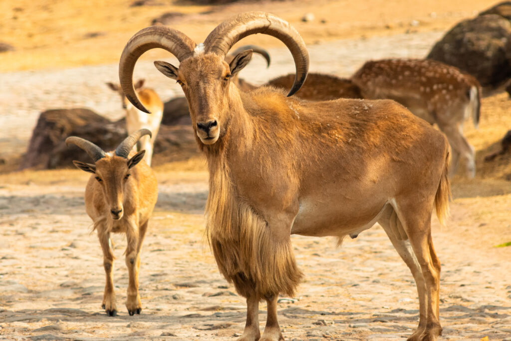Texas Aoudad Hunts – Concho Exotics